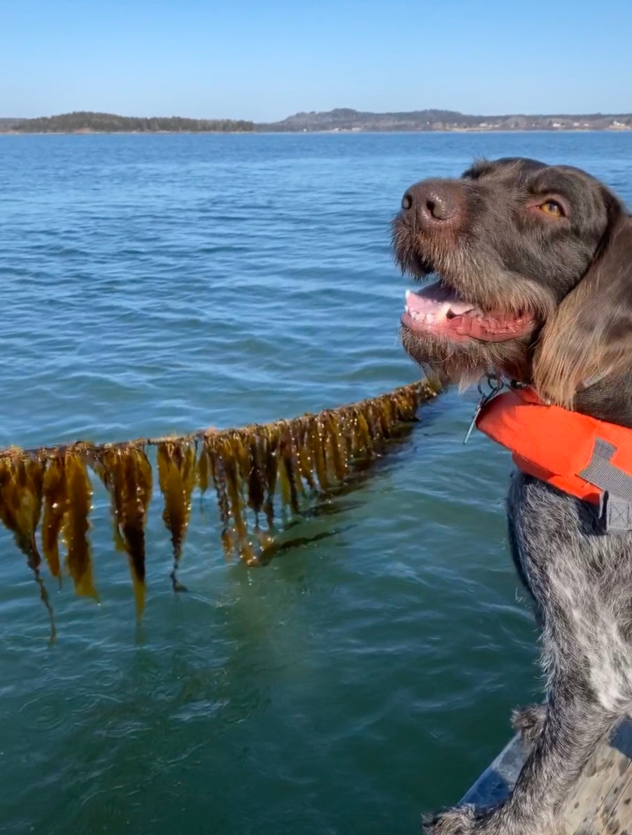 adding seaweed to your pet's diet: the superfood you haven't considere adding seaweed to your pet's diet: the superfood you haven't considere