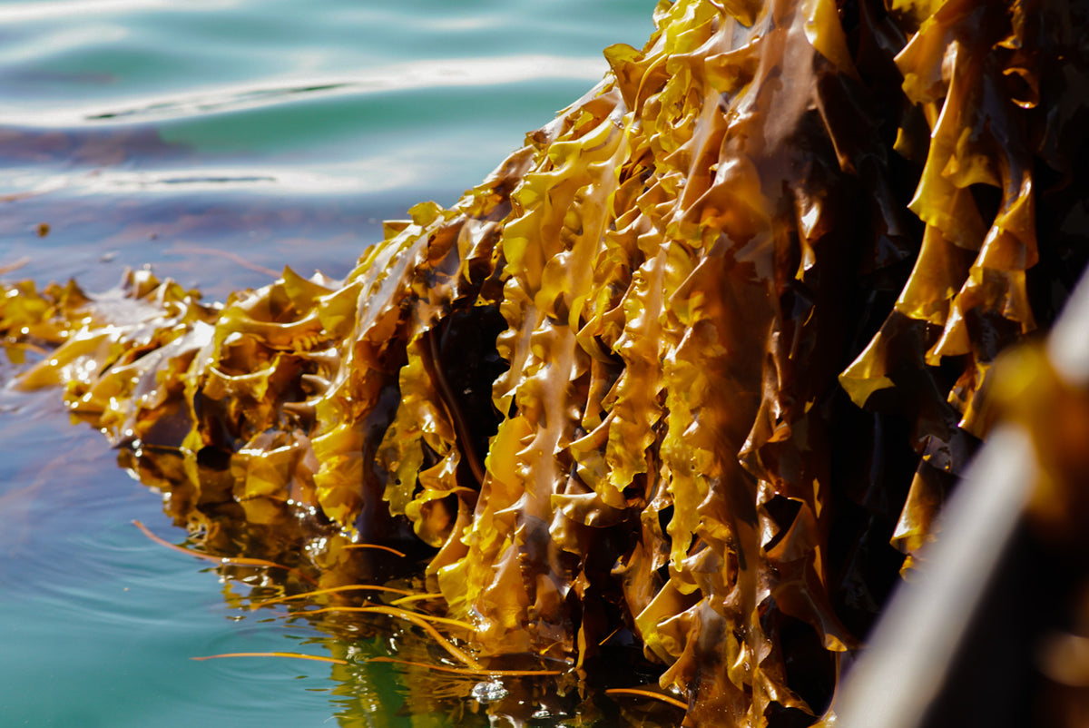 kelp description