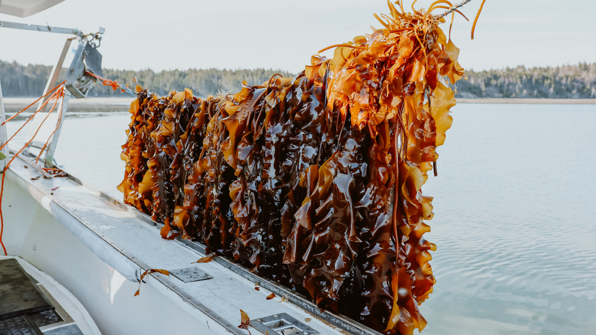 the role of iodine in thyroid function & why it matters